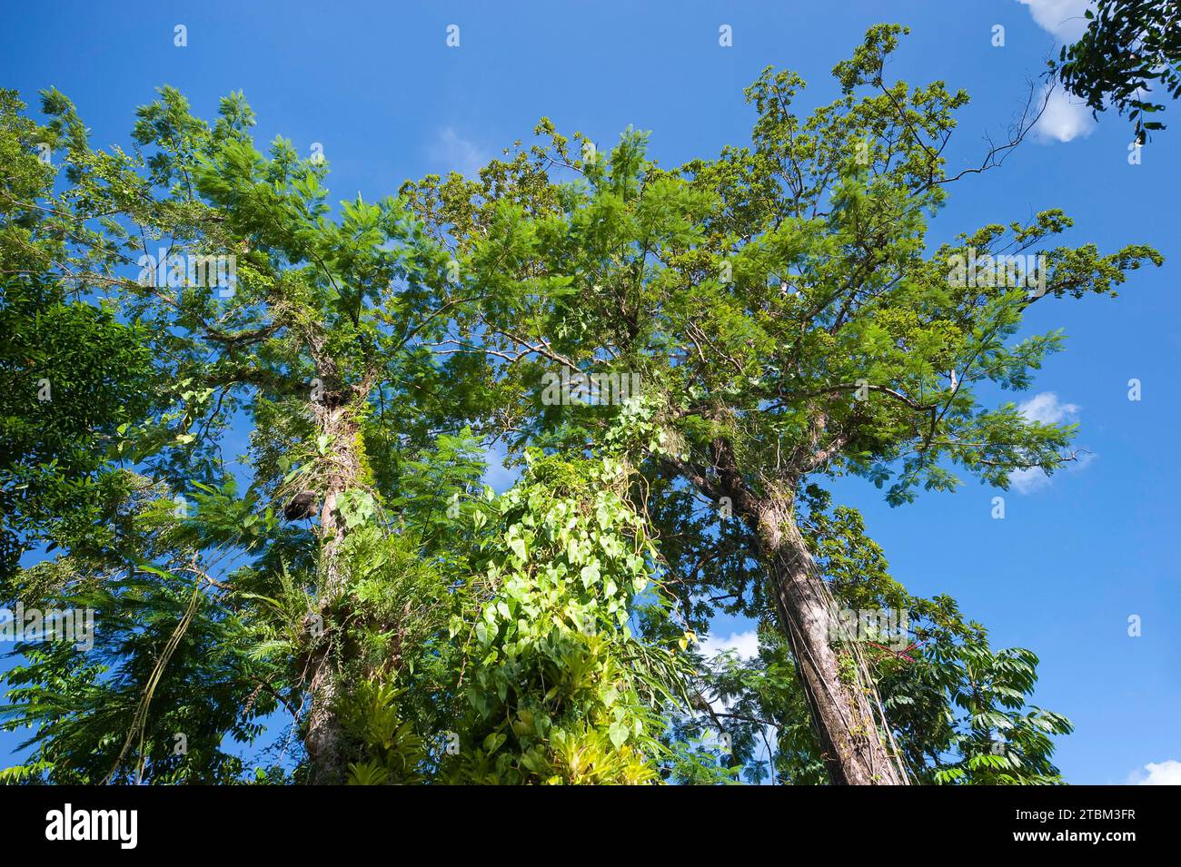 Tropical trees, flora, blue sky, rainforest, tropical forest, climate ...