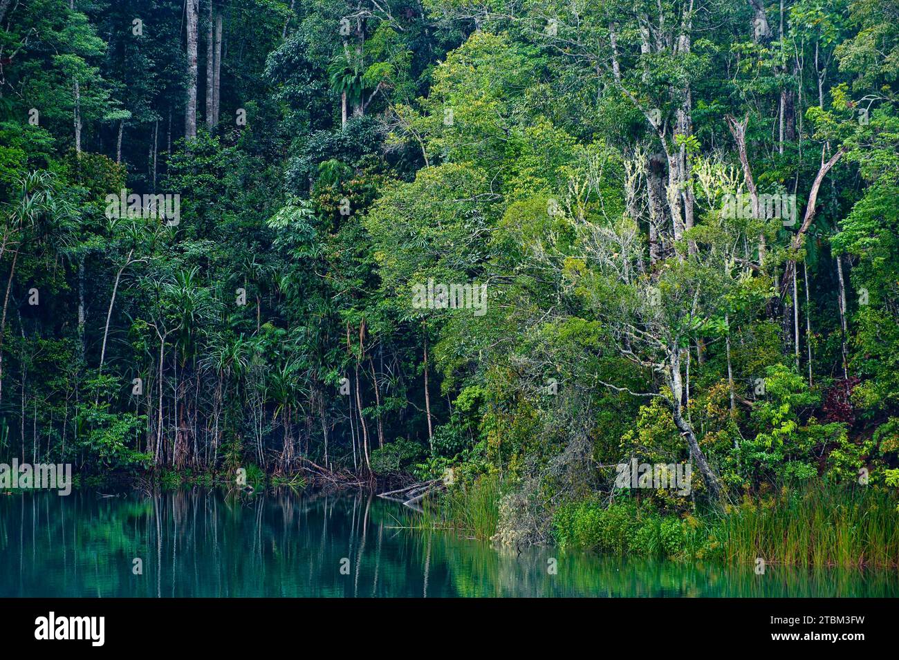 Australian jungle, rainforest with crater lake Lake Eacham, Atherton ...