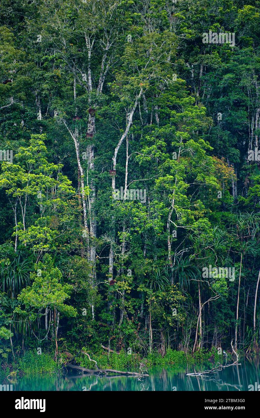 Australian jungle, rainforest with crater lake Lake Eacham, Atherton ...
