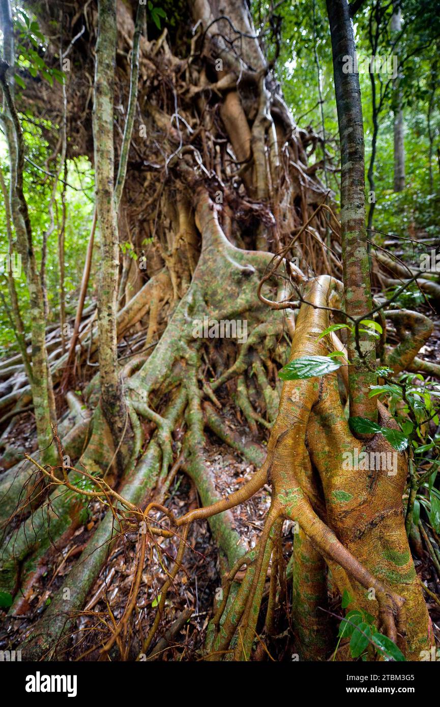 Strangler fig (Ficus virens), tropical tree, tree, rainforest, jungle ...