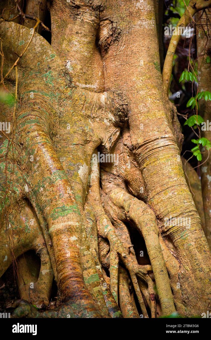 Tree root with strangler fig in detail, tropical tree, tree, detail ...