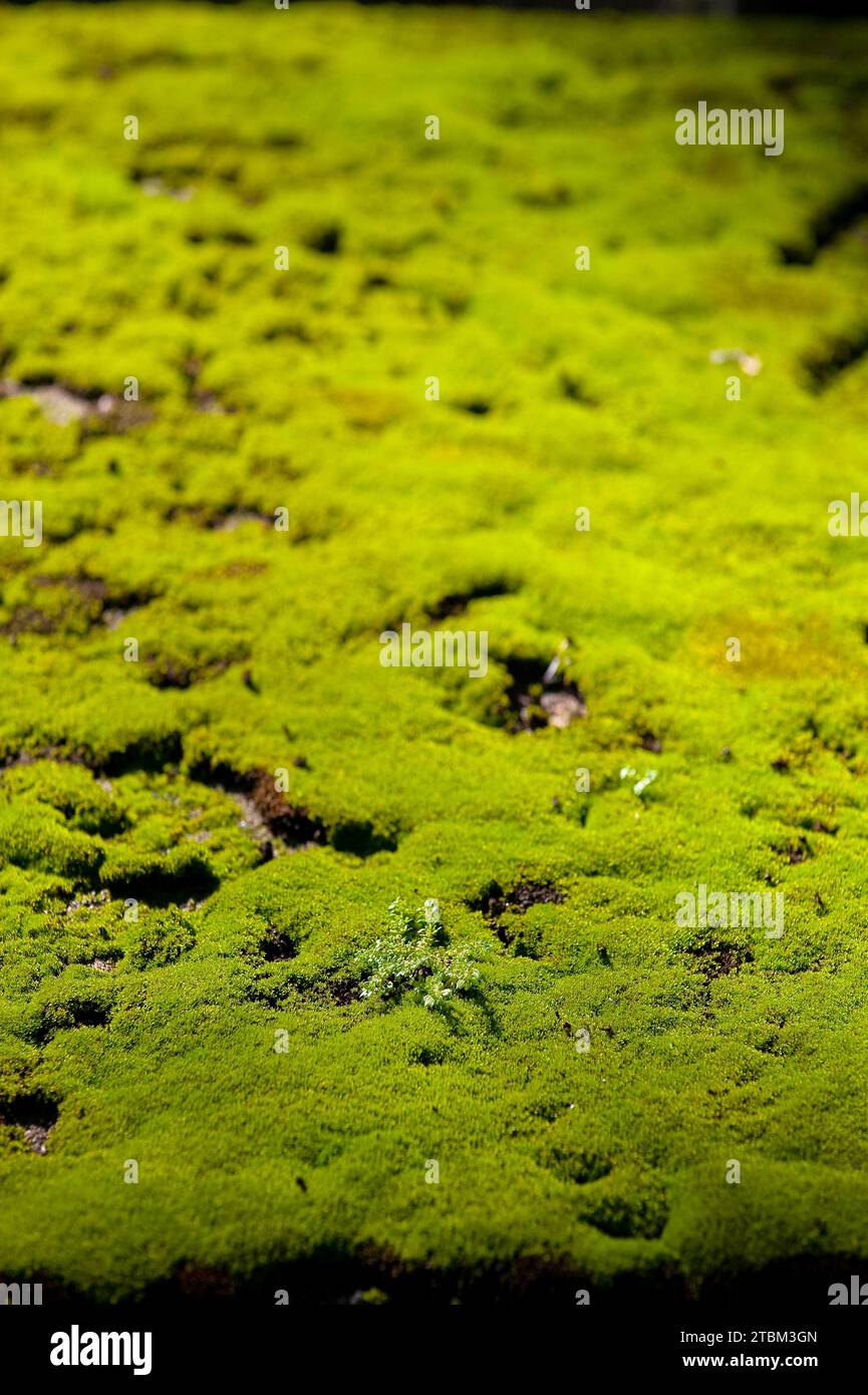Mouldering table with moss, moss covering, overgrown, green, backlight ...