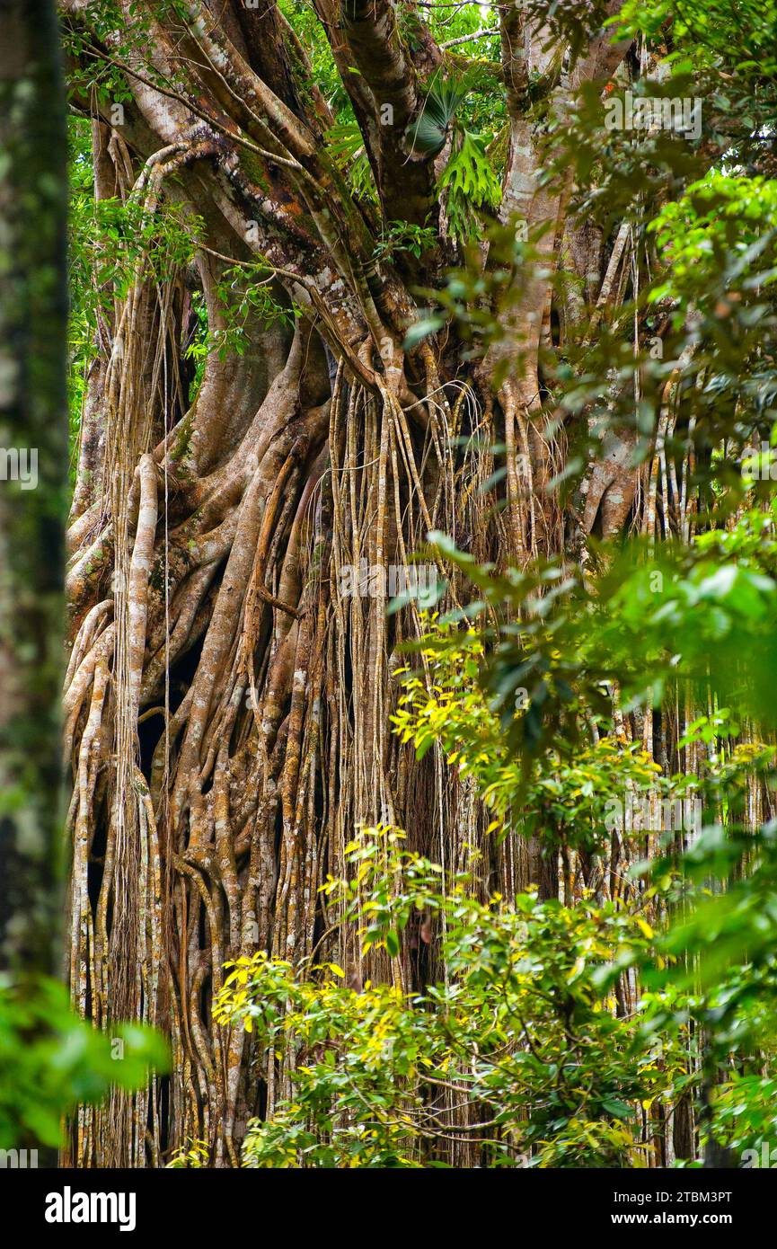 Curtain strangler fig (Ficus virens), tropical tree, tree, rainforest ...