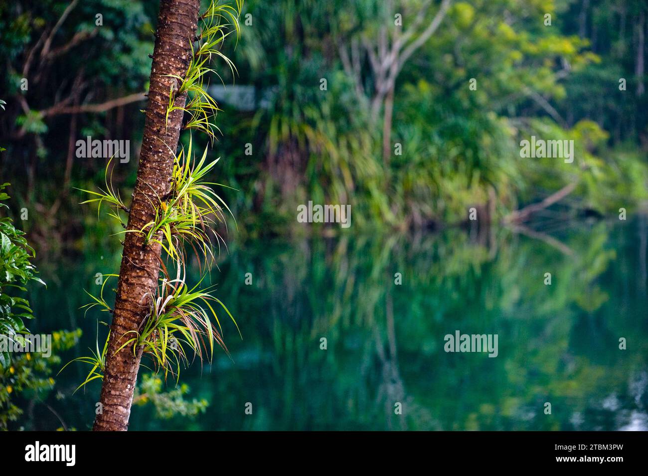 Crater lake Lake Eacham in tropical rainforest with palm tree in the ...