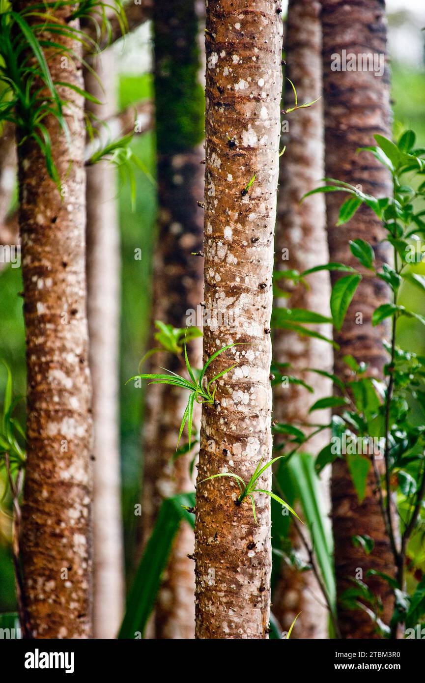 Overgrown tree trunks of palm trees in tropical rainforest, jungle ...