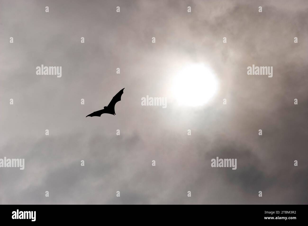 Megabats, flying fox (Pteropodidae), bat, fauna, scary, vampire, horror ...