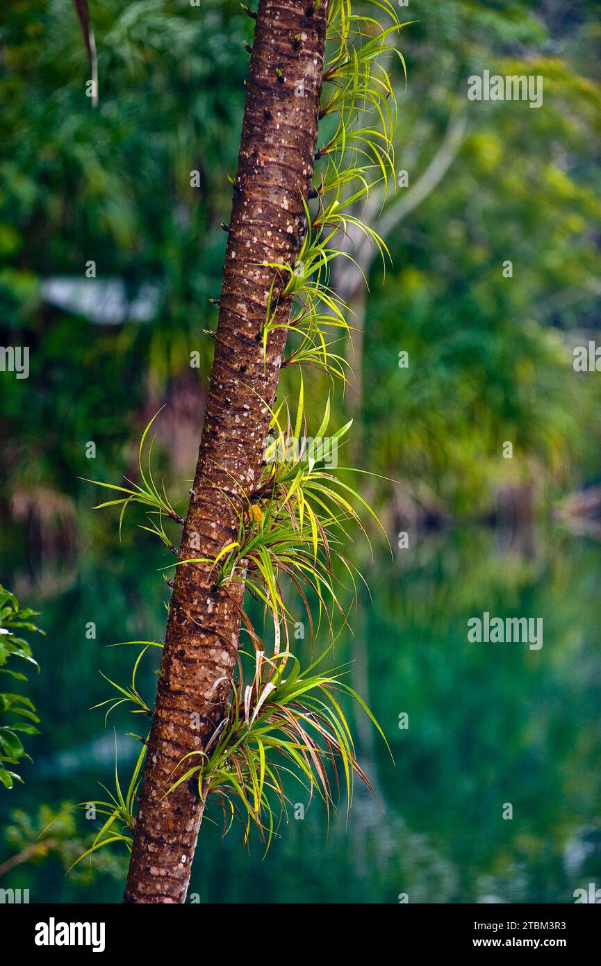 Crater lake Lake Eacham in tropical rainforest with palm tree in the ...
