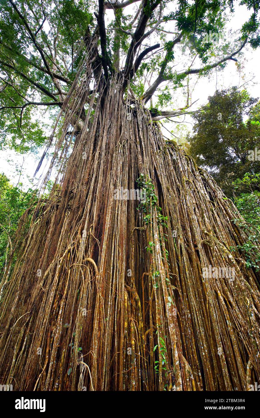 Curtain strangler fig (Ficus virens), tropical tree, tree, rainforest ...