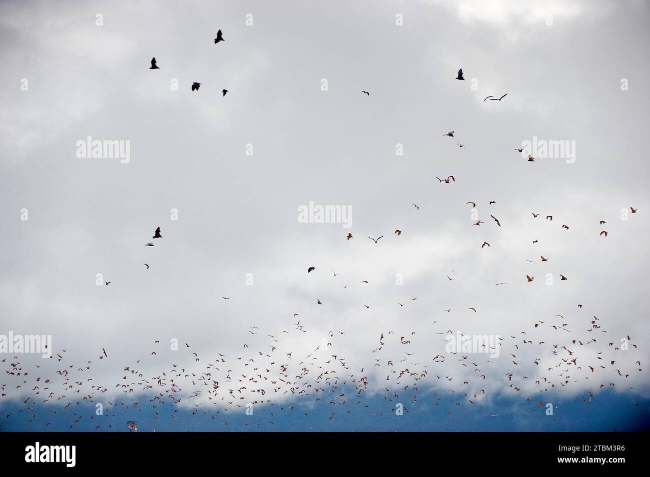 Megabats, flying fox (Pteropodidae), bat, fauna, swarm over Cairns ...