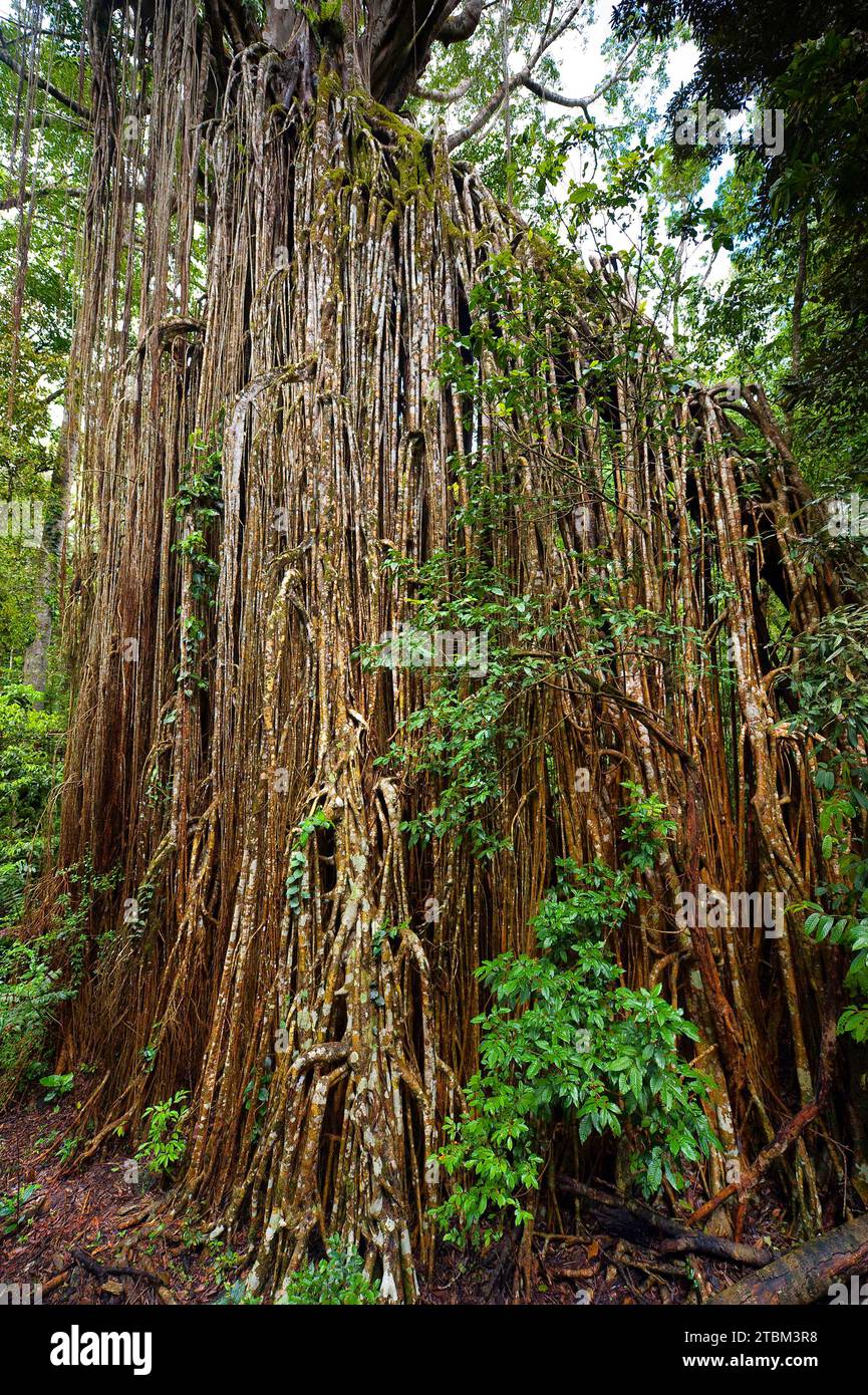 Curtain strangler fig (Ficus virens), tropical tree, tree, rainforest ...