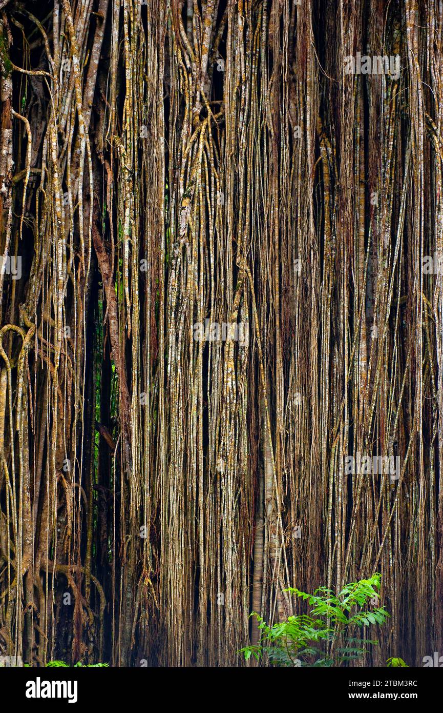 Strangler fig (Ficus virens), tropical tree, tree, rainforest, jungle ...