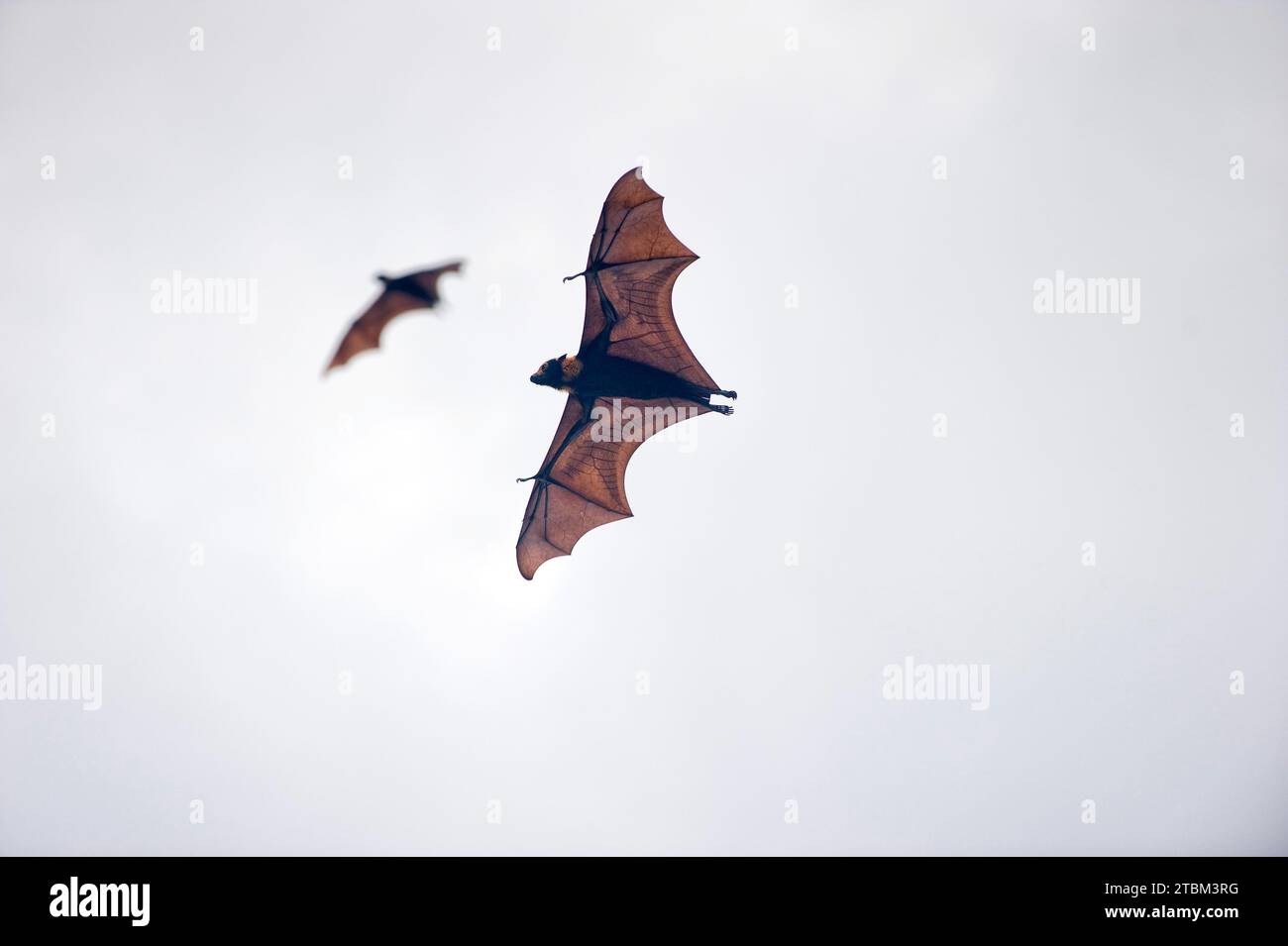 Megabats, flying fox (Pteropodidae), bat, fauna, scary, vampire, horror ...