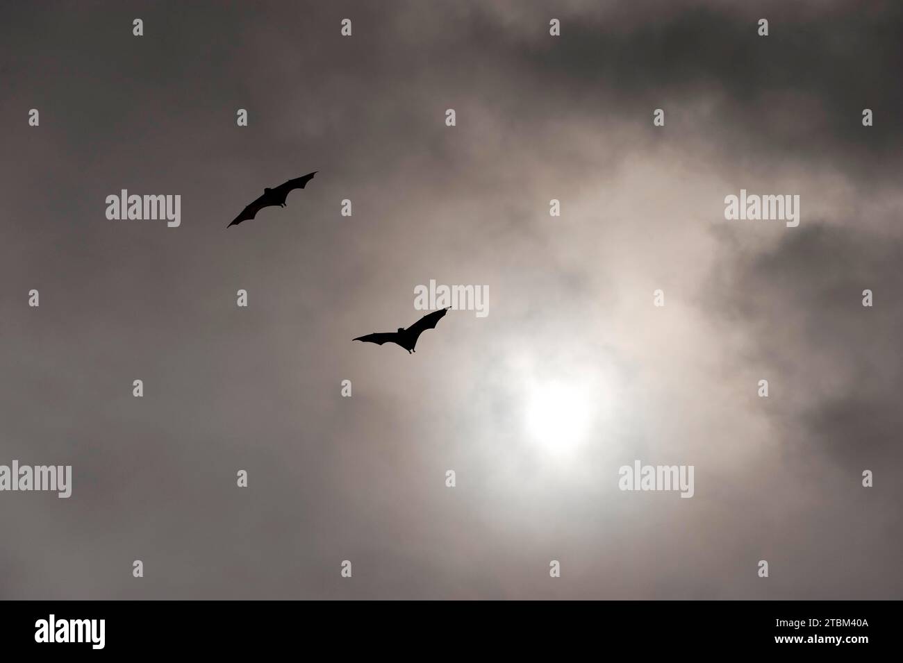 Megabats, flying fox (Pteropodidae), bat, fauna, scary, vampire, horror ...