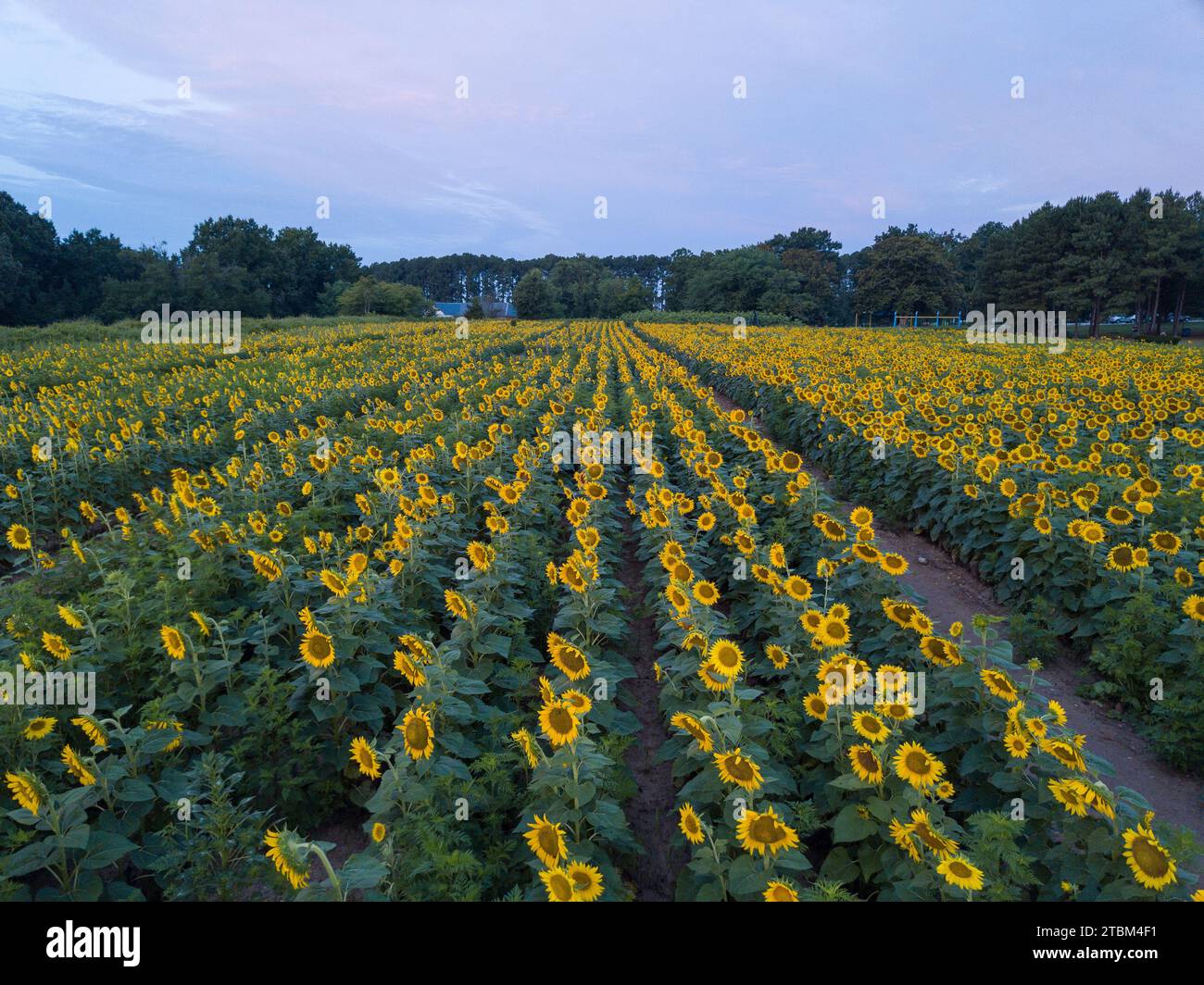 Drone Photos of Sunrise Over The Raleigh NC Sunflower Fields Stock ...