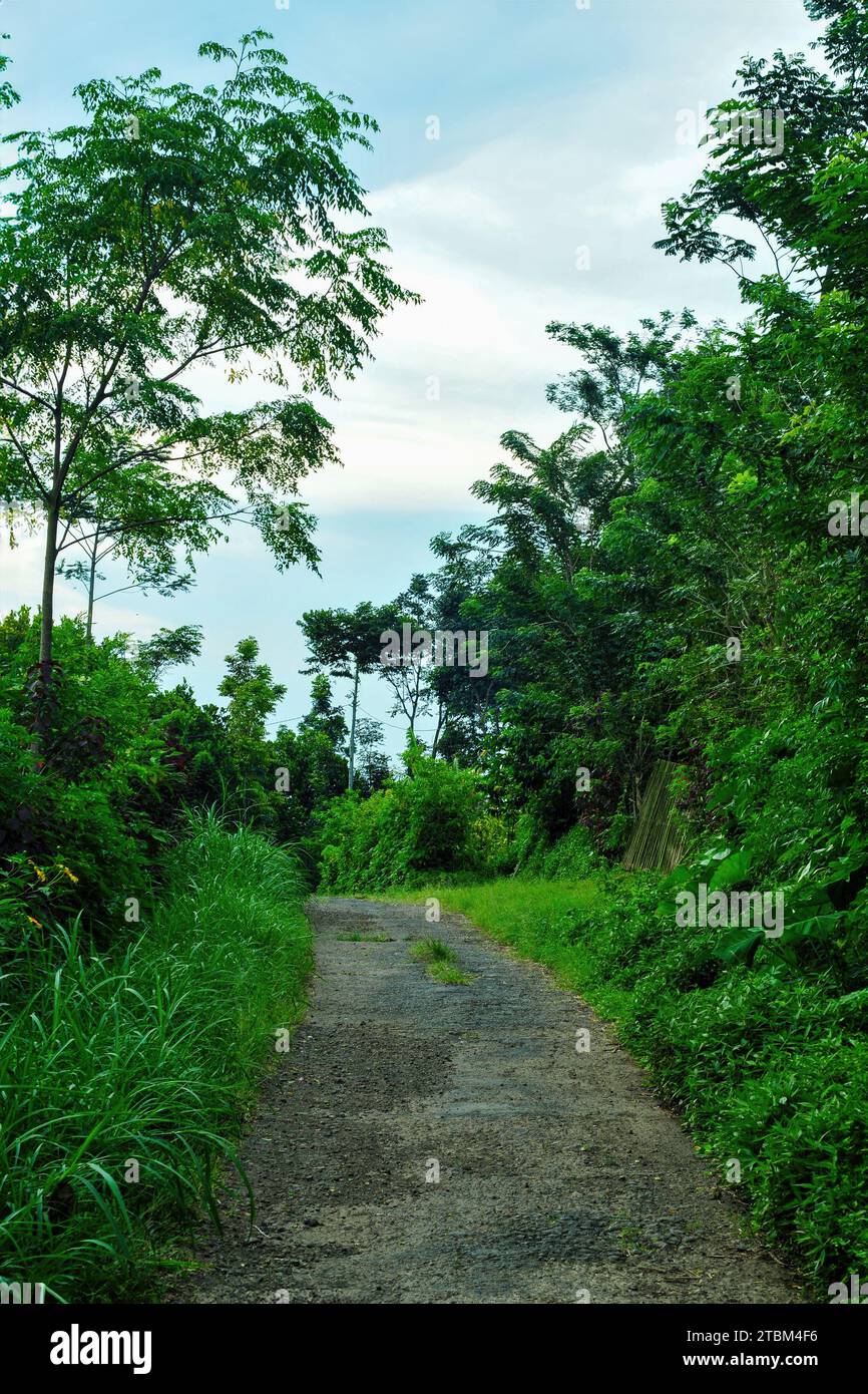 The rural footpath on either side is covered with shady trees Stock ...