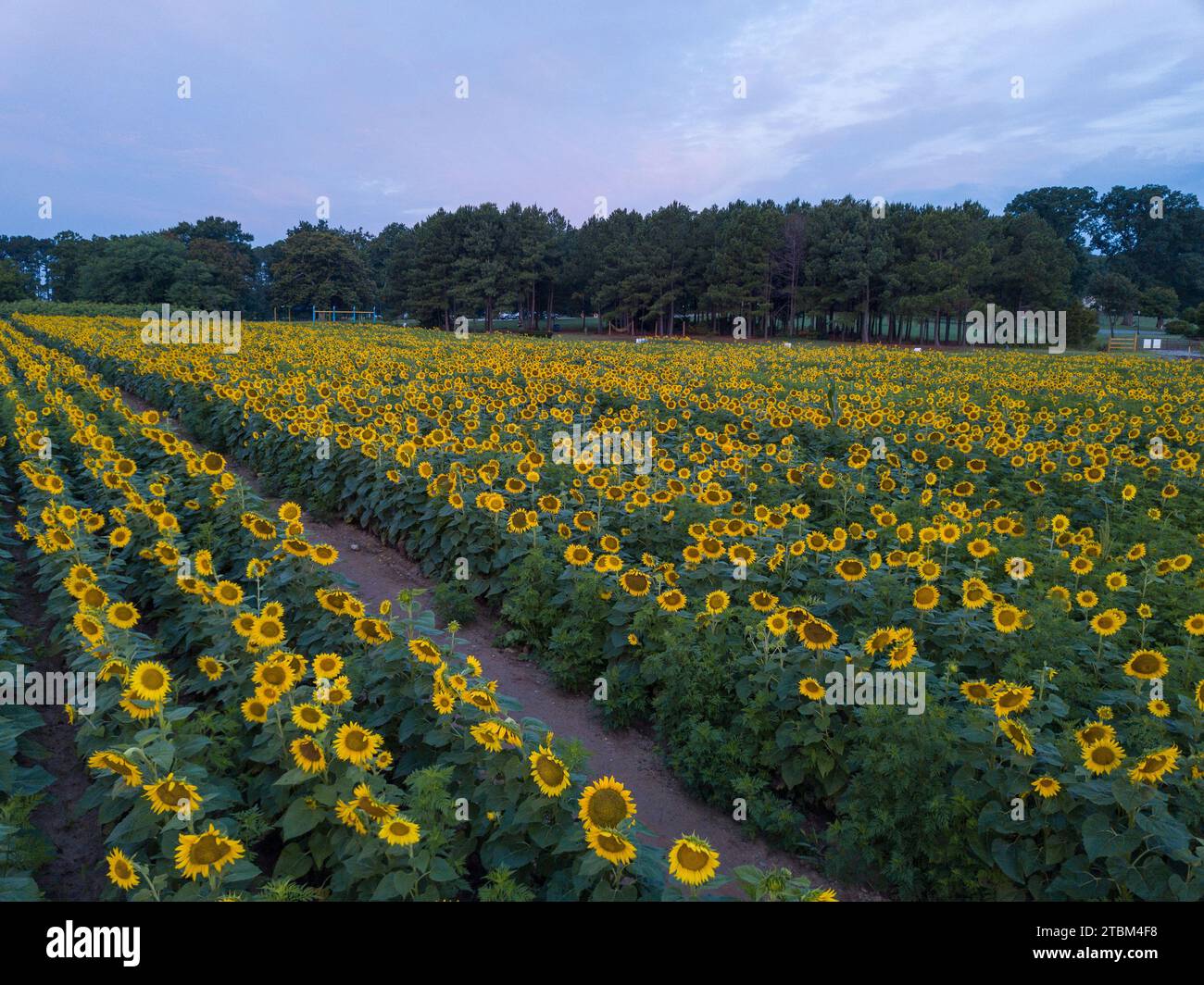 Drone Photos of Sunrise Over The Raleigh NC Sunflower Fields Stock ...