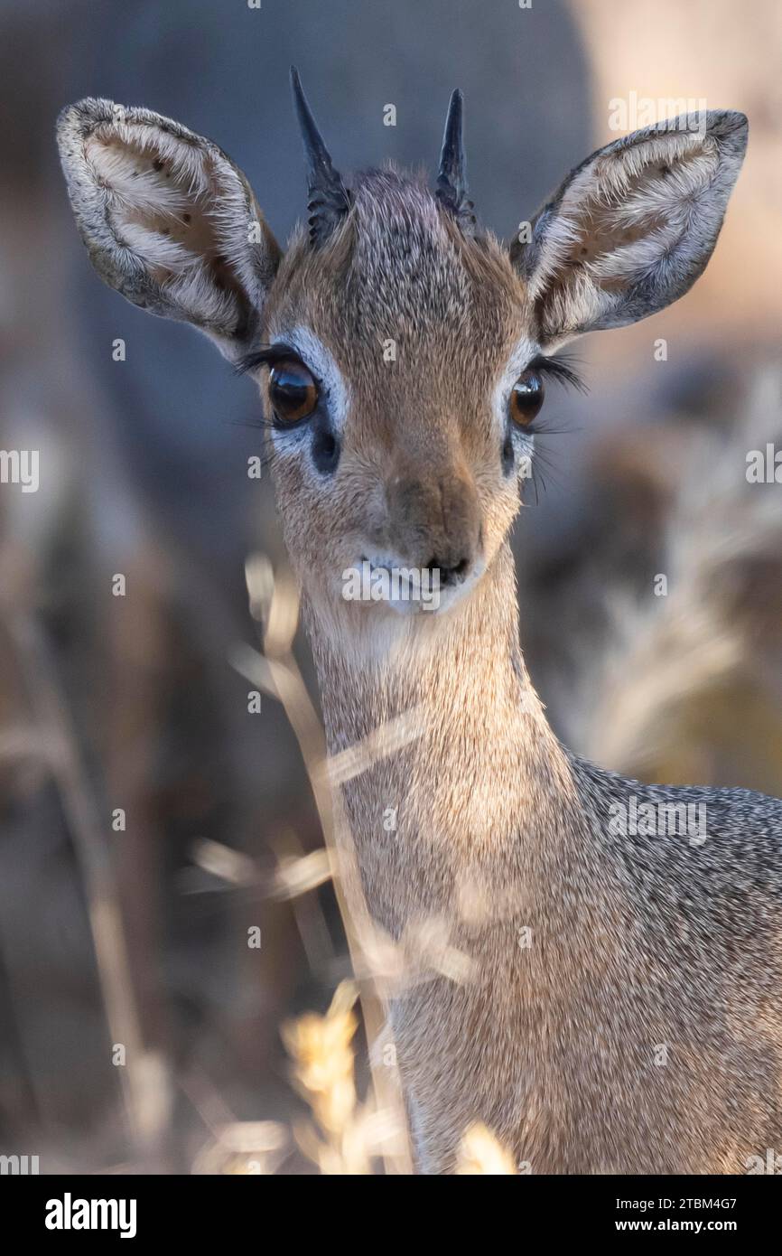 Damara Dik Dik or Kirk s Dik Dik (Madoqua kirkii), male, Onguma Private ...