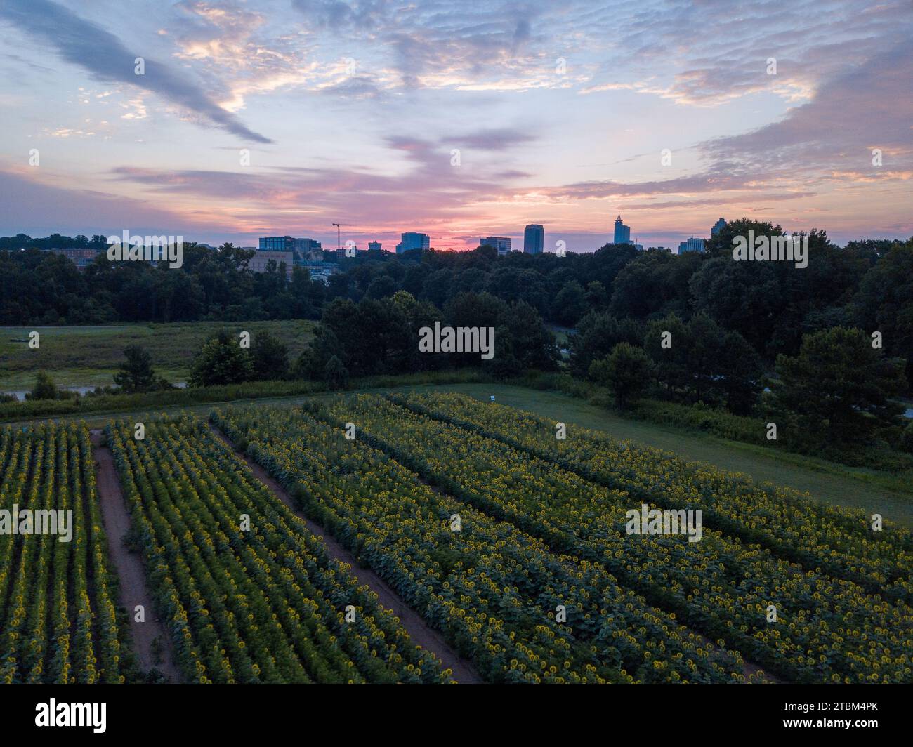 Drone Photos of Sunrise Over The Raleigh NC Sunflower Fields Stock ...