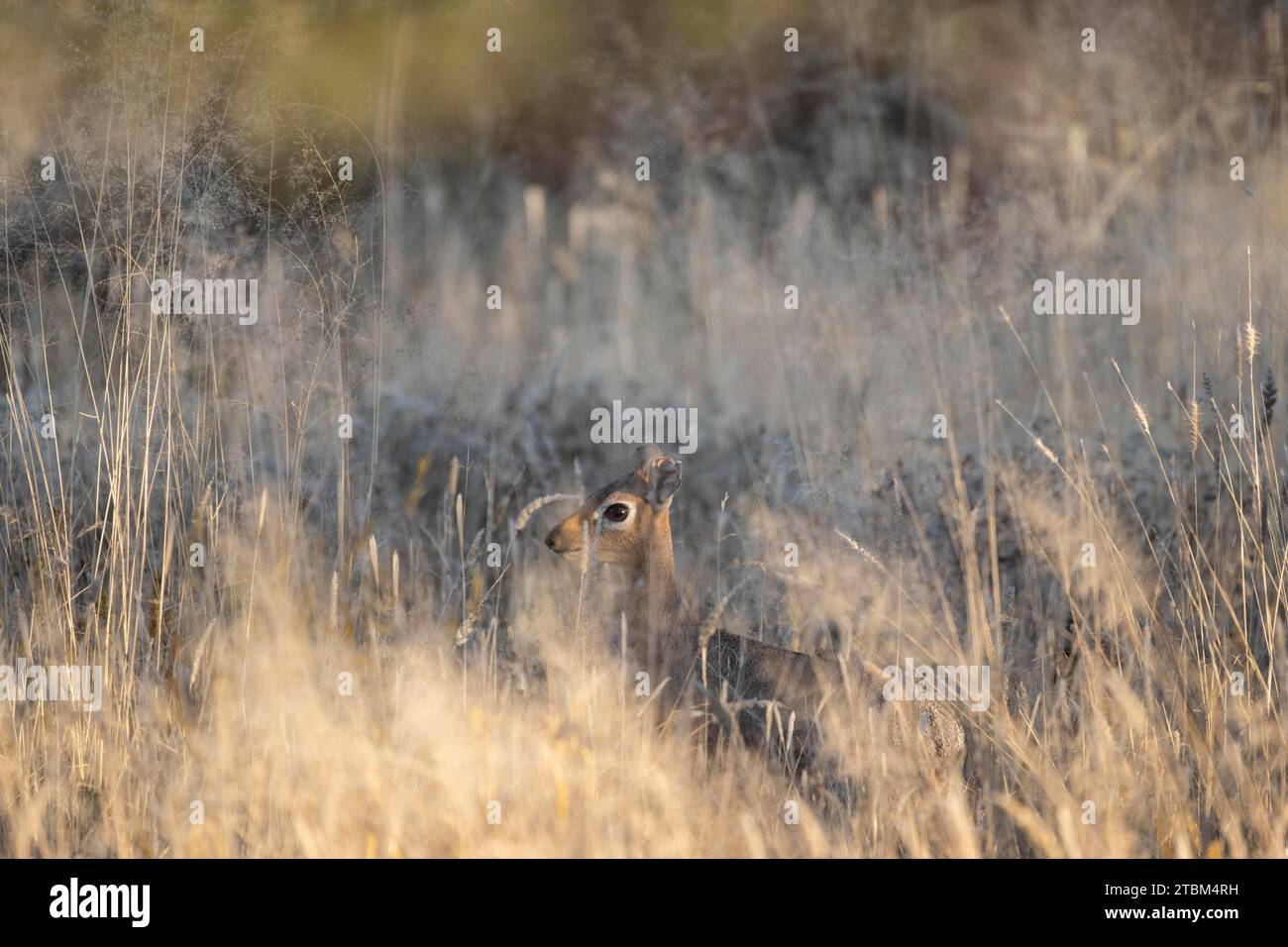 Damara Dik Dik or Kirk s Dik Dik (Madoqua kirkii) female, Onguma ...