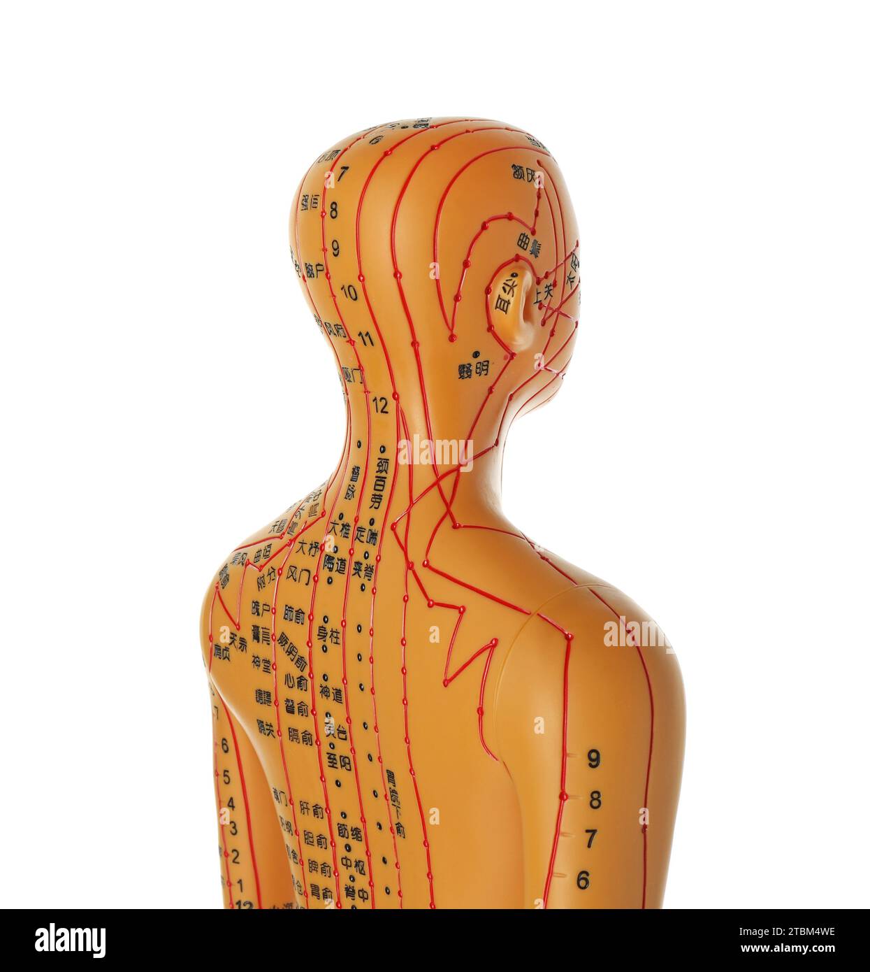 Acupuncture model. Mannequin with dots and lines isolated on white ...