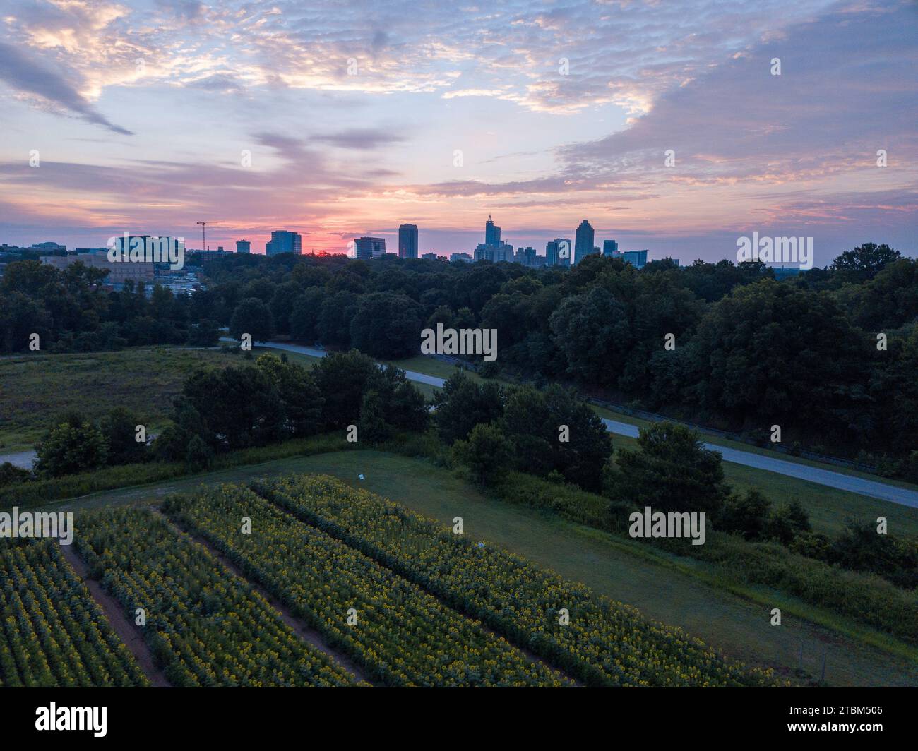 Drone Photos of Sunrise Over The Raleigh NC Sunflower Fields Stock ...