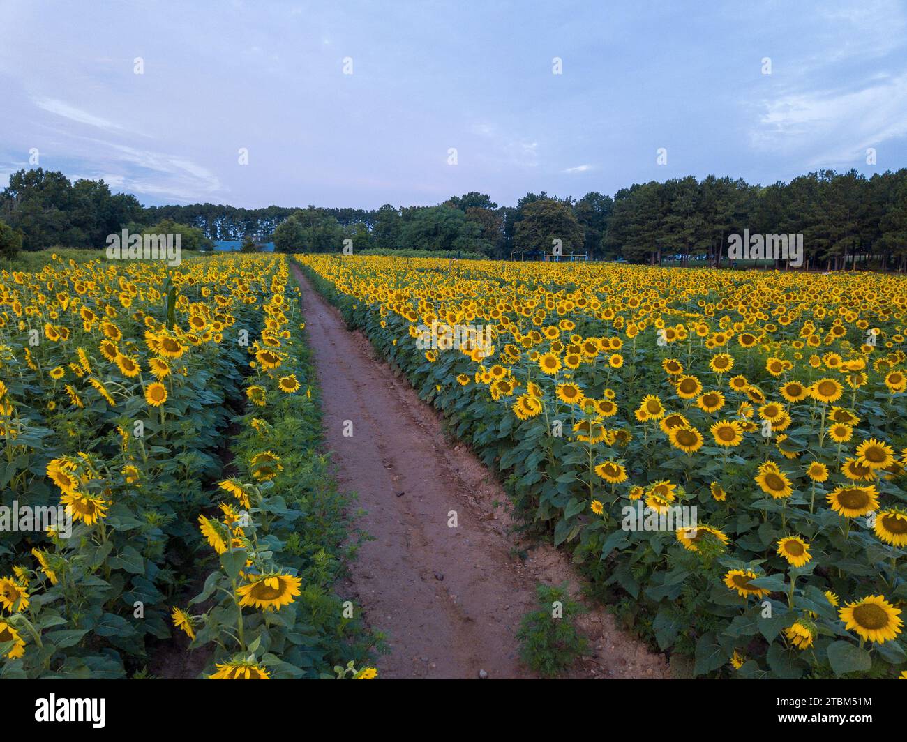 Drone Photos of Sunrise Over The Raleigh NC Sunflower Fields Stock ...