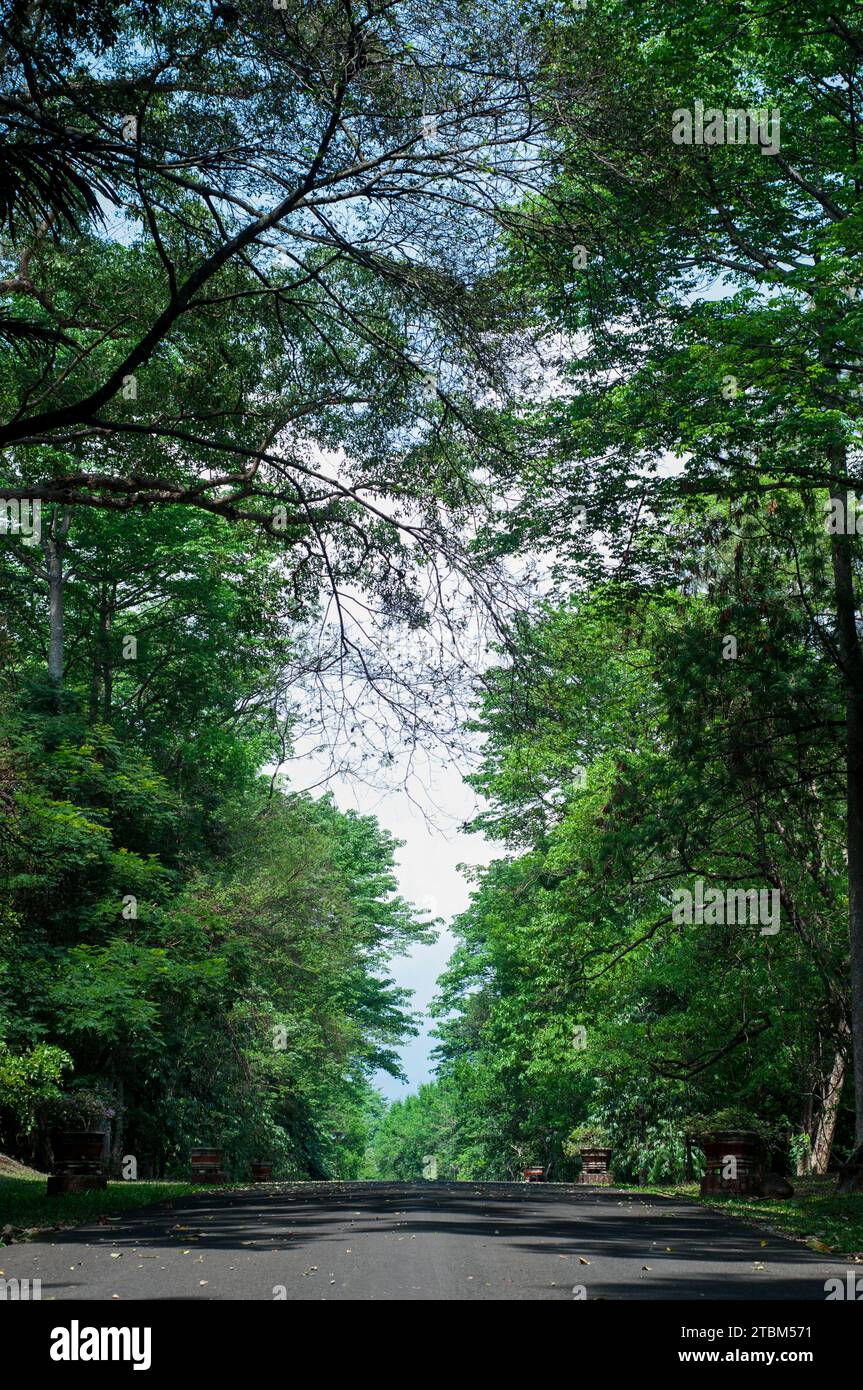 Shady summer forest landscape hi-res stock photography and images - Alamy