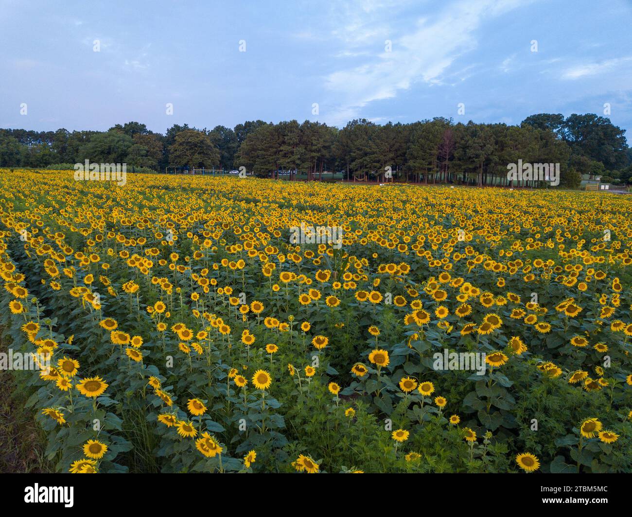 Drone Photos of Sunrise Over The Raleigh NC Sunflower Fields Stock ...