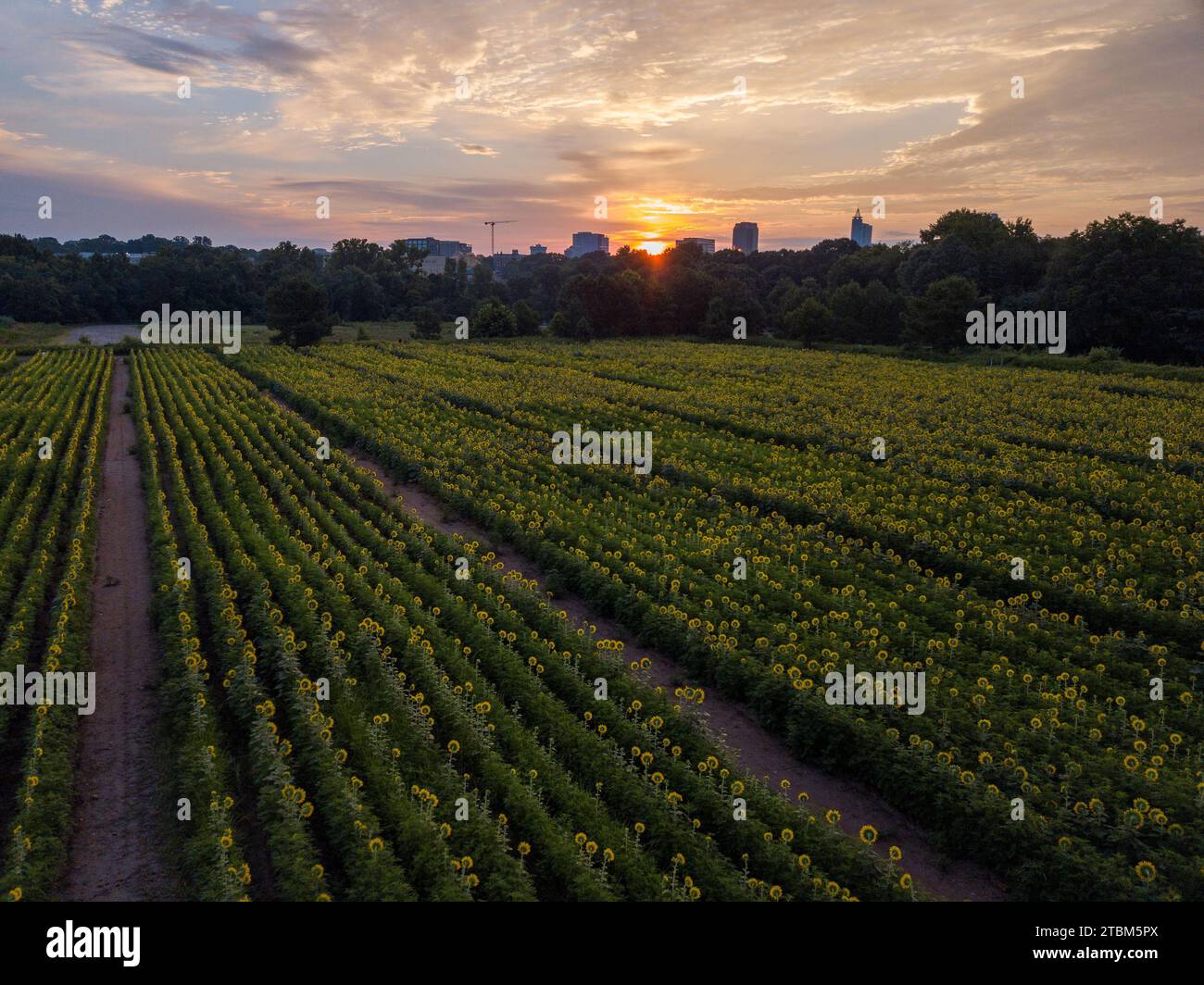Drone Photos of Sunrise Over The Raleigh NC Sunflower Fields Stock ...