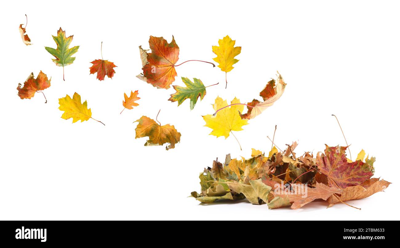 Dry autumn leaves flying on white background Stock Photo - Alamy