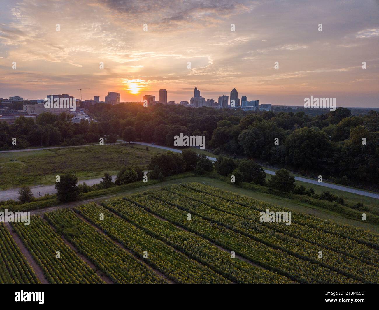 Drone Photos of Sunrise Over The Raleigh NC Sunflower Fields Stock ...