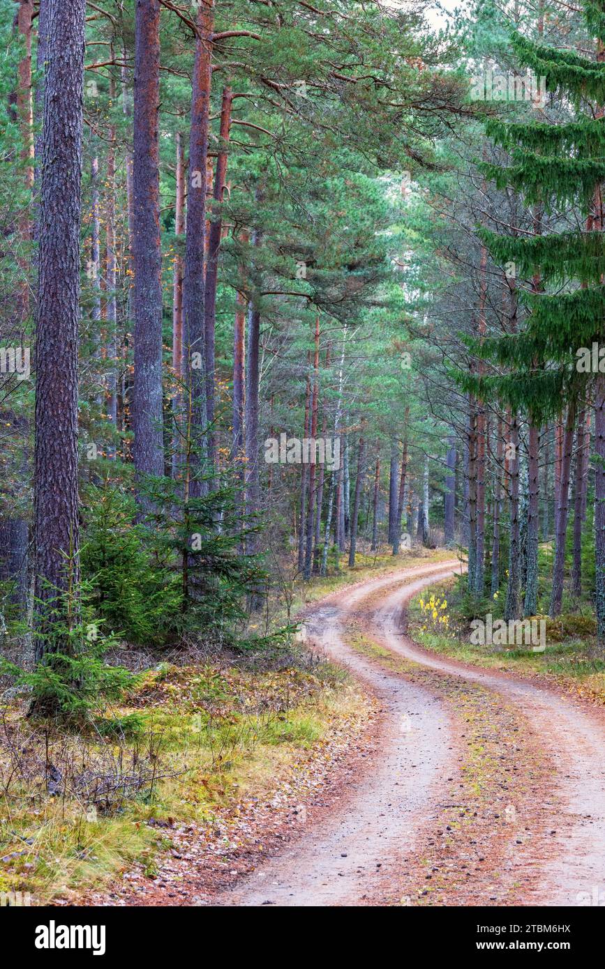 Winding road in wooded hi-res stock photography and images - Alamy