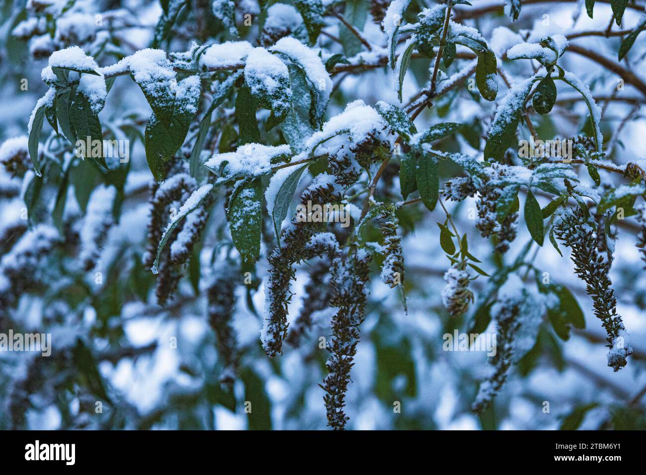 Snow on summer lilac (Buddleja davidii) in winter, Ternitz, Lower ...