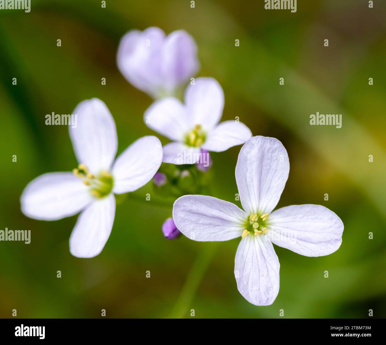 Purple-white flowers of the five-leaflet bitter-cress (Cardamine ...