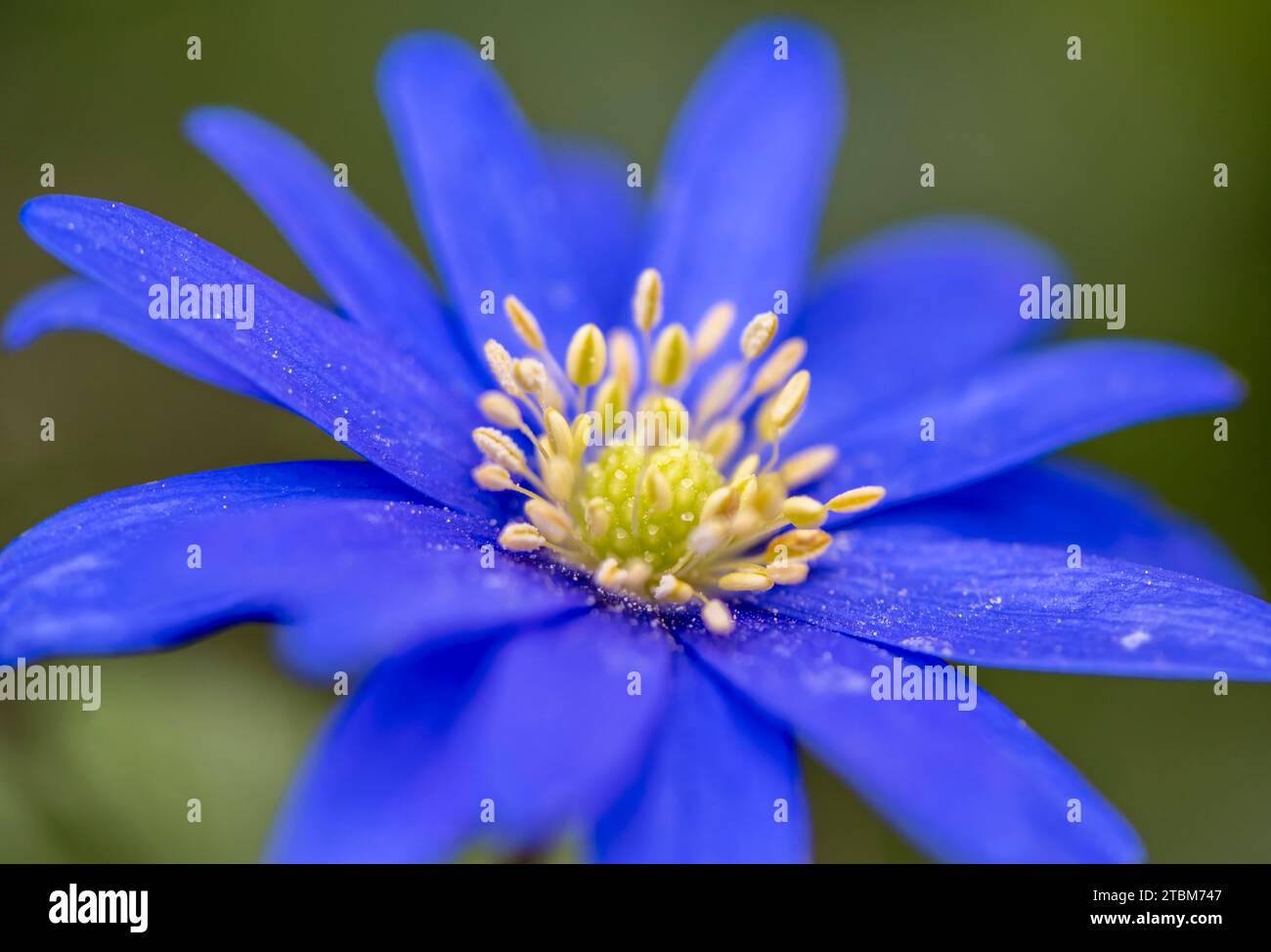 Flower of a blue liverwort (Hepatica nobilis), Bavaria, Germany Stock ...