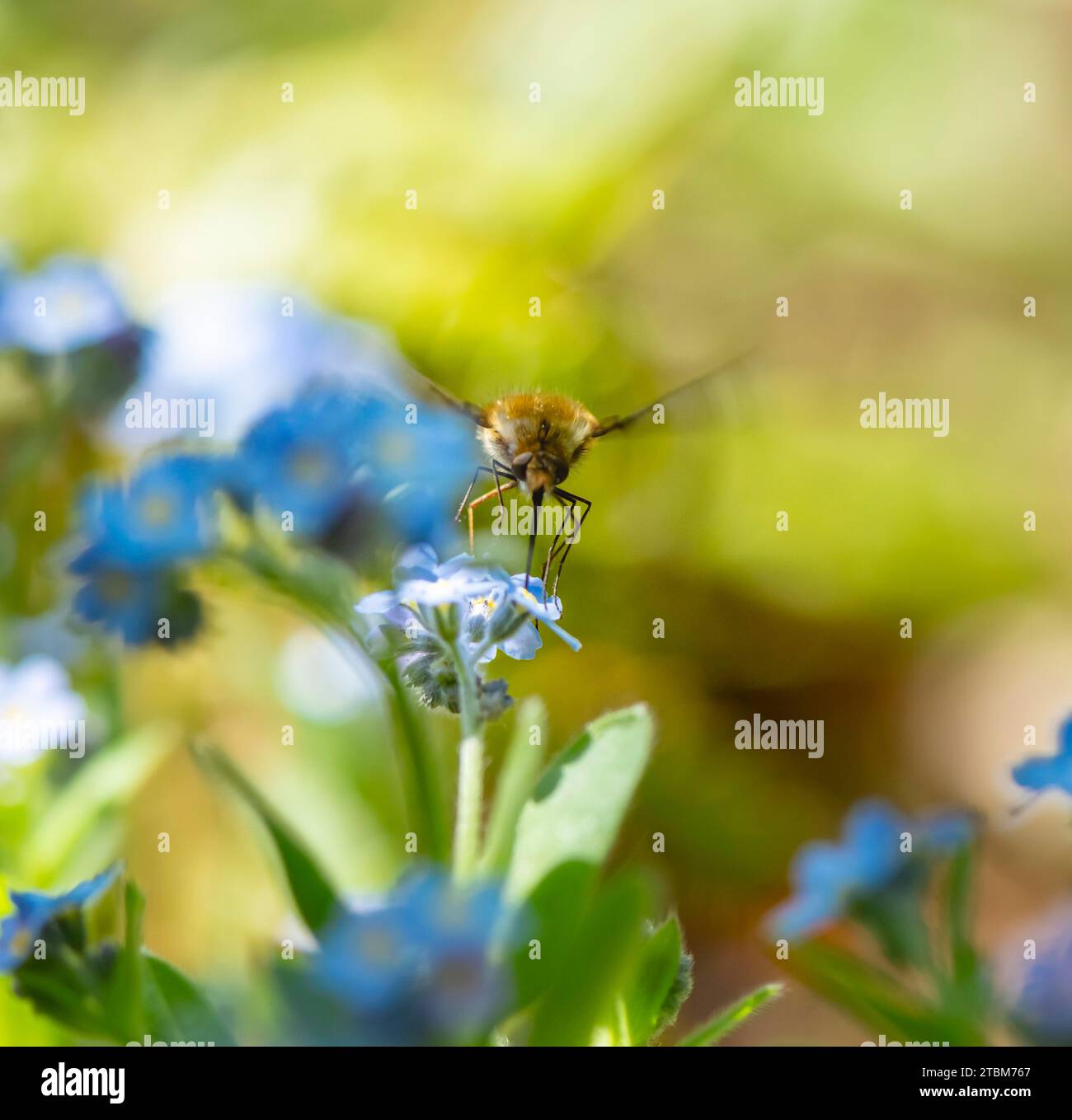 Bee fly (Bombyliidae) sitting on blue flowers of the forget-me-not ...