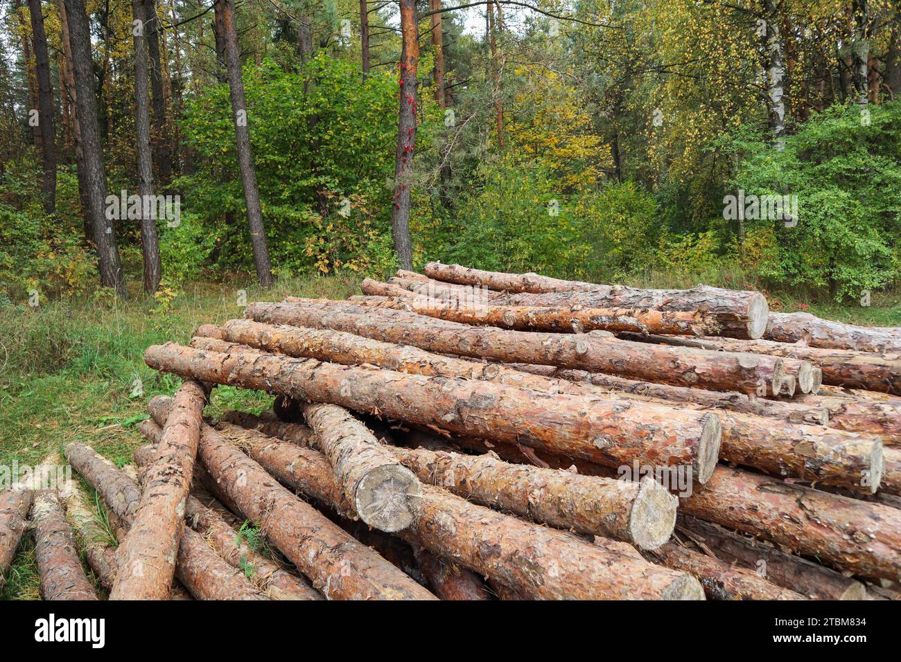 Log trunks pile, the logging timber wood industry. Wooden trunks on ...