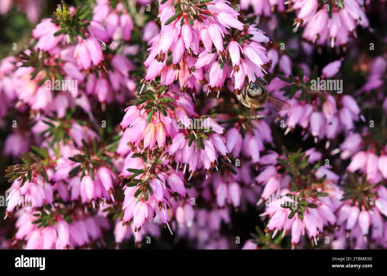 Pink Erica Carnea flowers (Winter Hit) and a working bee in a spring ...