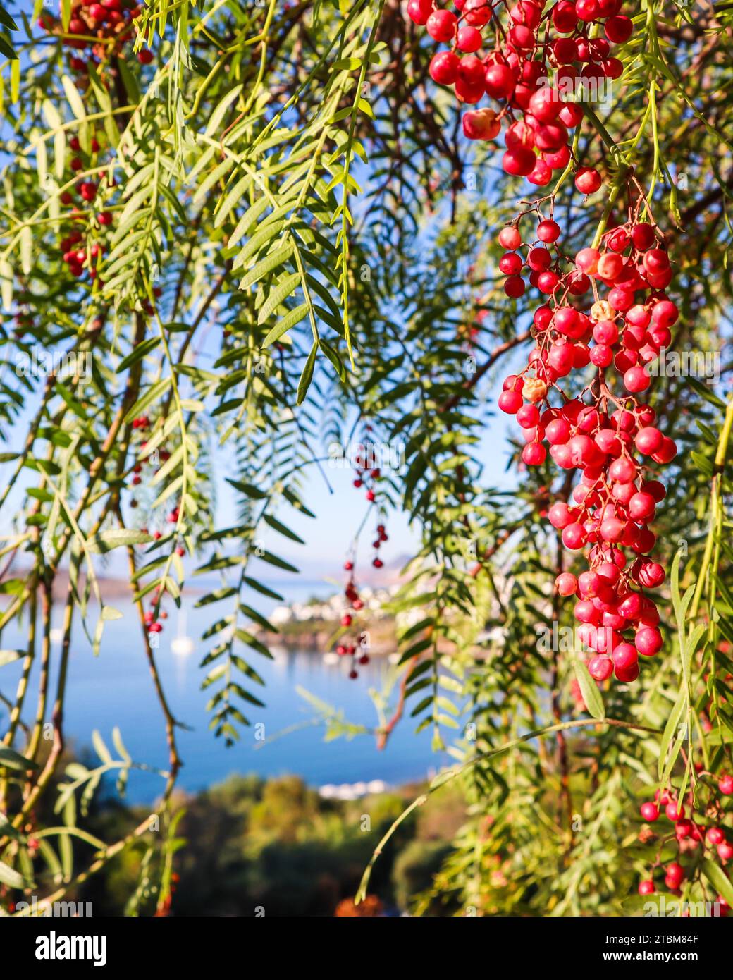 Brazilian pepper tree hi-res stock photography and images - Alamy