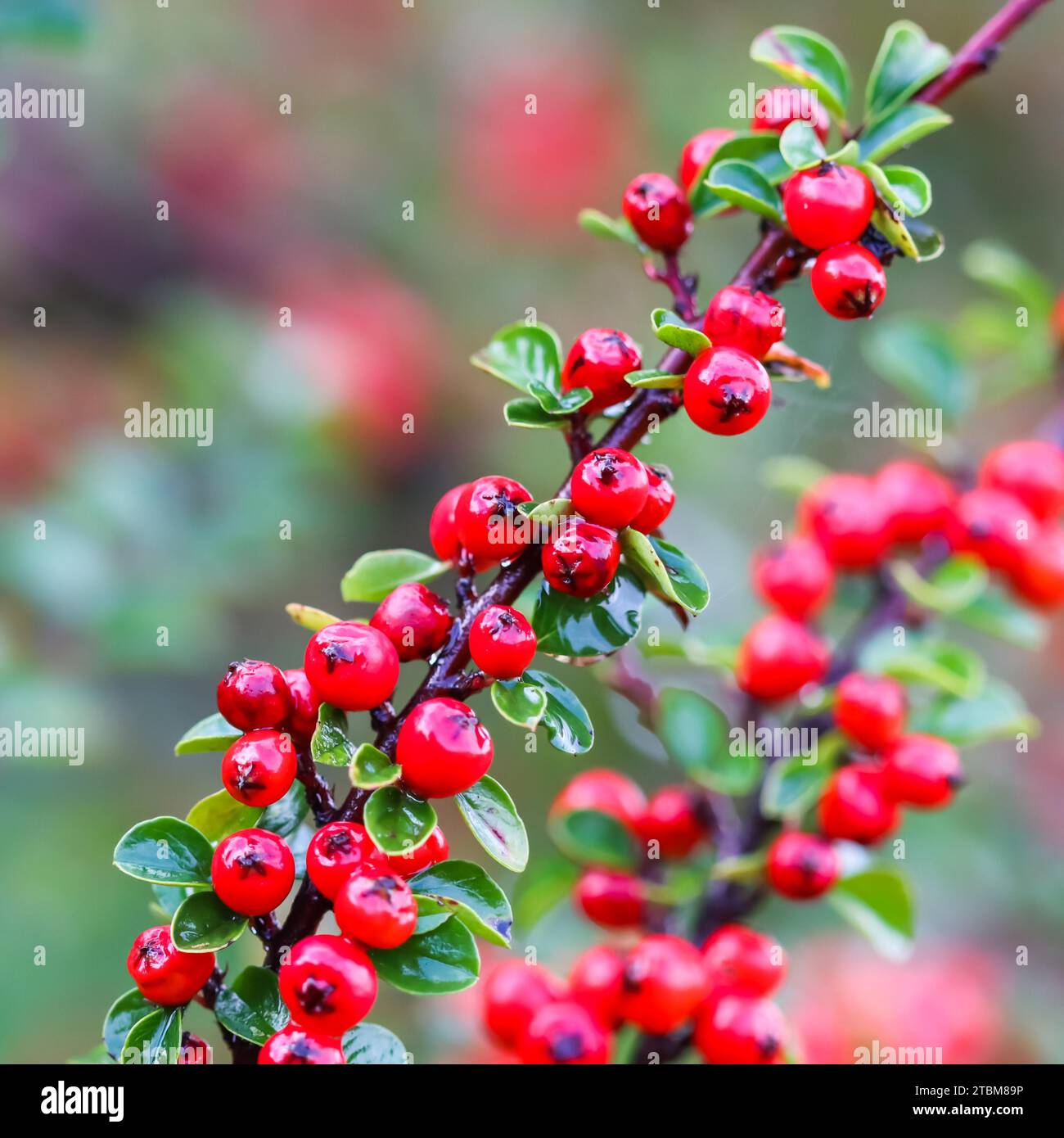 Many red fruits on the branches of a (cotoneaster horizontalis) bush in ...