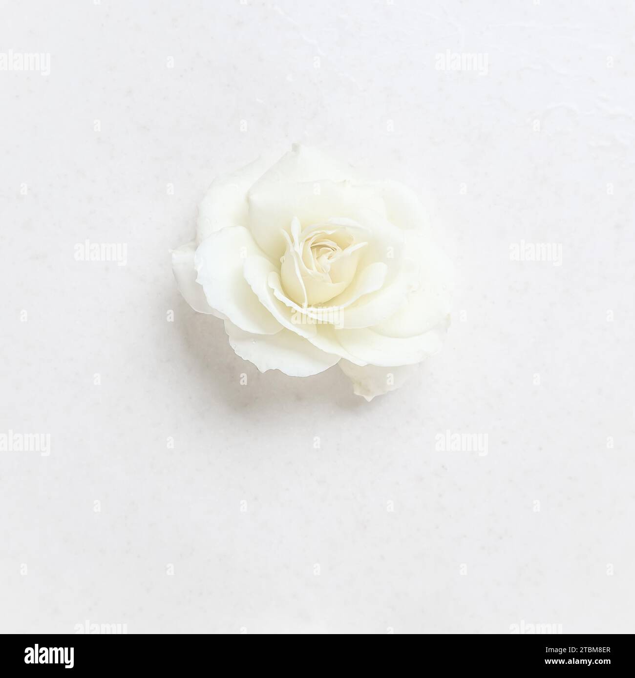 Beautiful white rose on white background. Ideal for greeting cards for ...