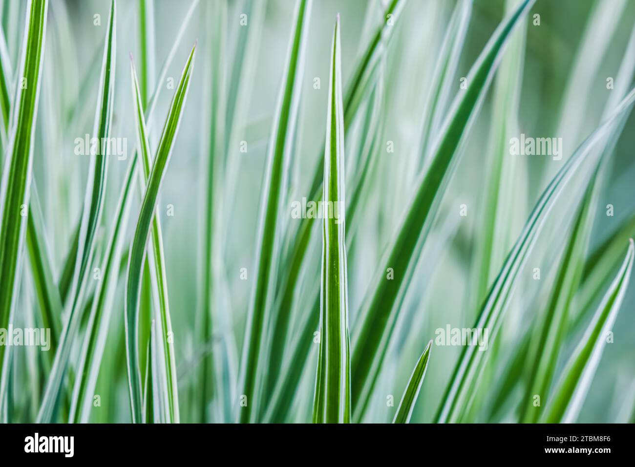 Decorative green and white striped grass. Arrhenatherum elatius ...