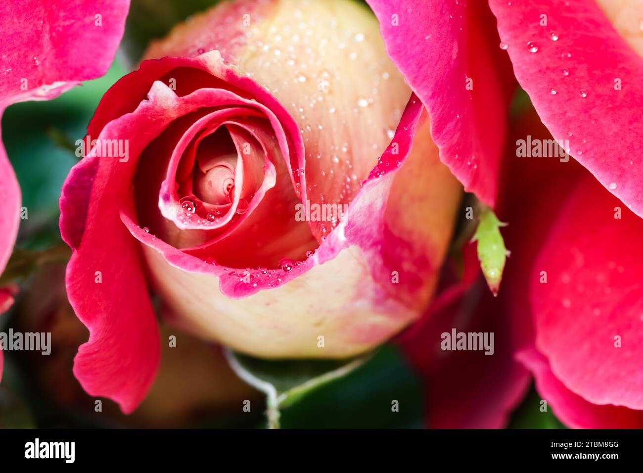 Beautiful red yellow rose with dew drops. Perfect for greeting card ...