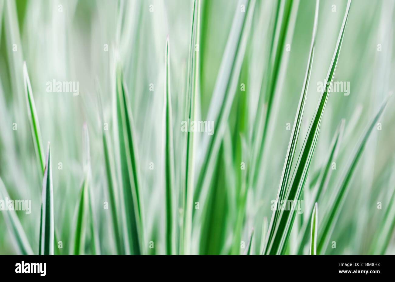 Decorative Green And White Striped Grass Arrhenatherum Elatius Bulbosum Variegatum Soft Focus