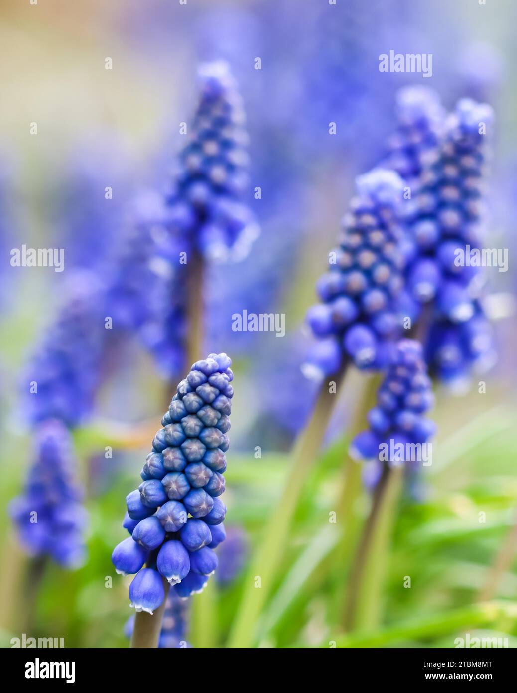 Blue buds flowers (Muscari armeniacum) or Grape Hyacinth. Viper bow ...