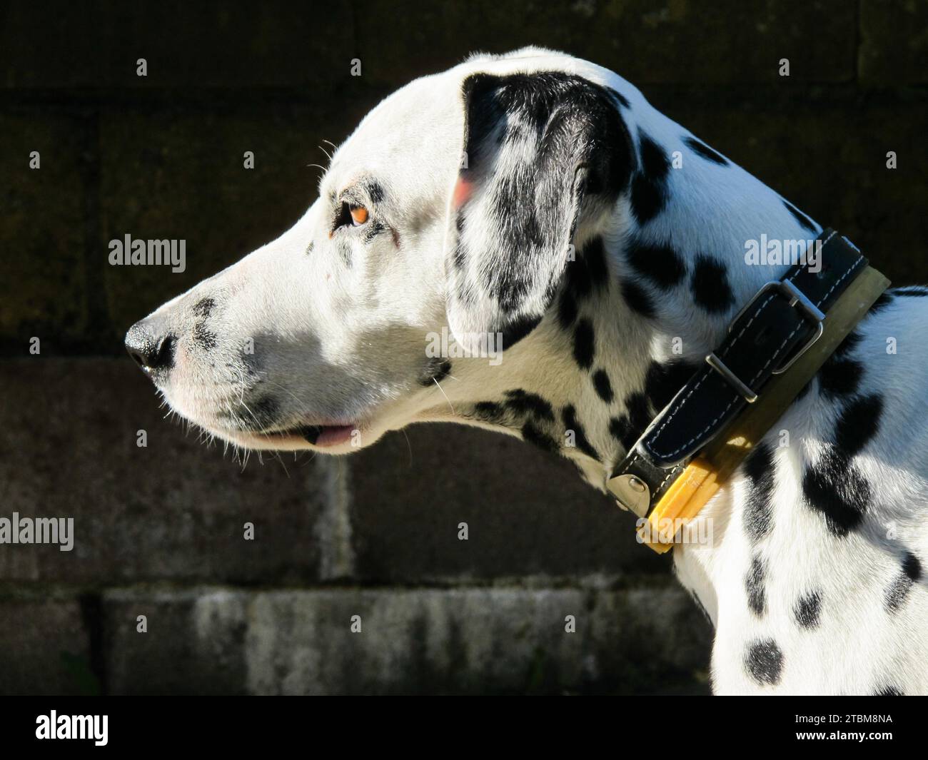 The portrait of young purebred dalmatian on black background Stock ...