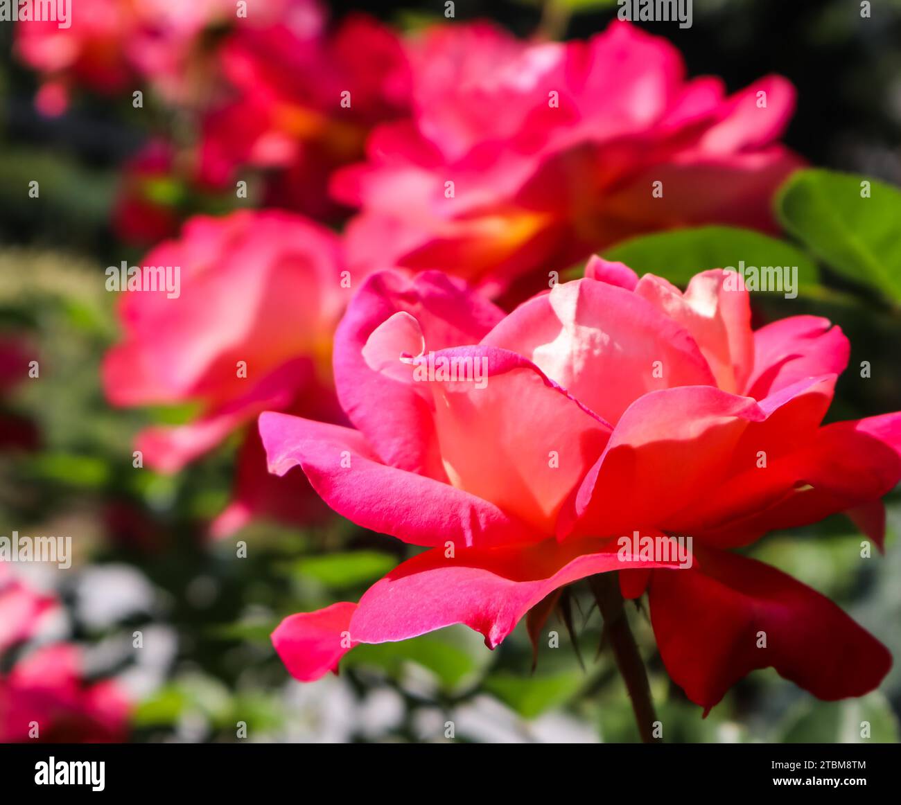Midsummer gardening hi-res stock photography and images - Alamy