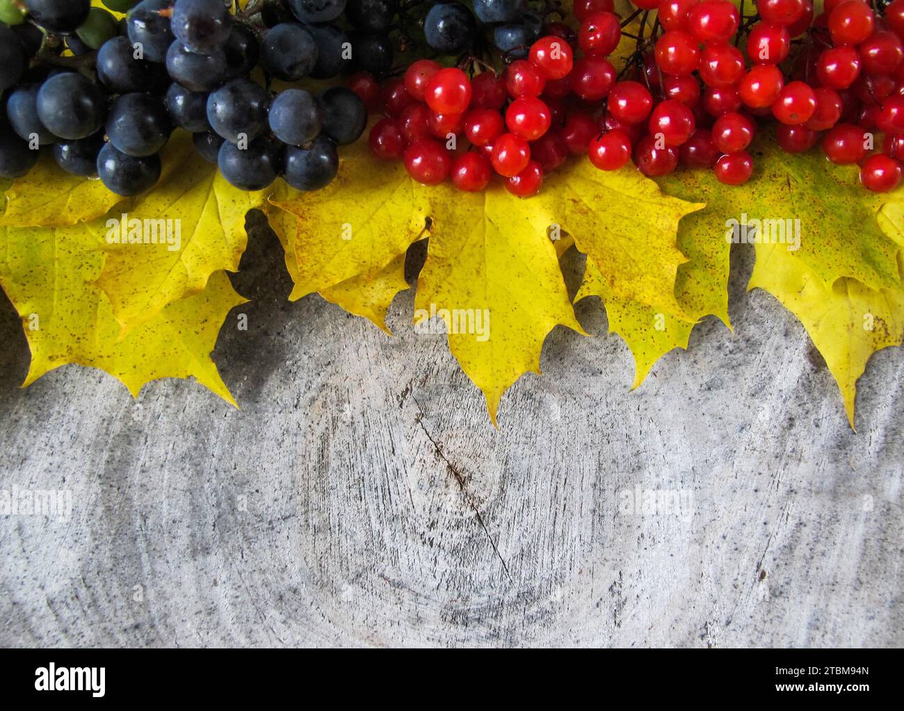 Autumn still life from yellow maple leaves, black grapes and red berries of viburnum on a wooden ...