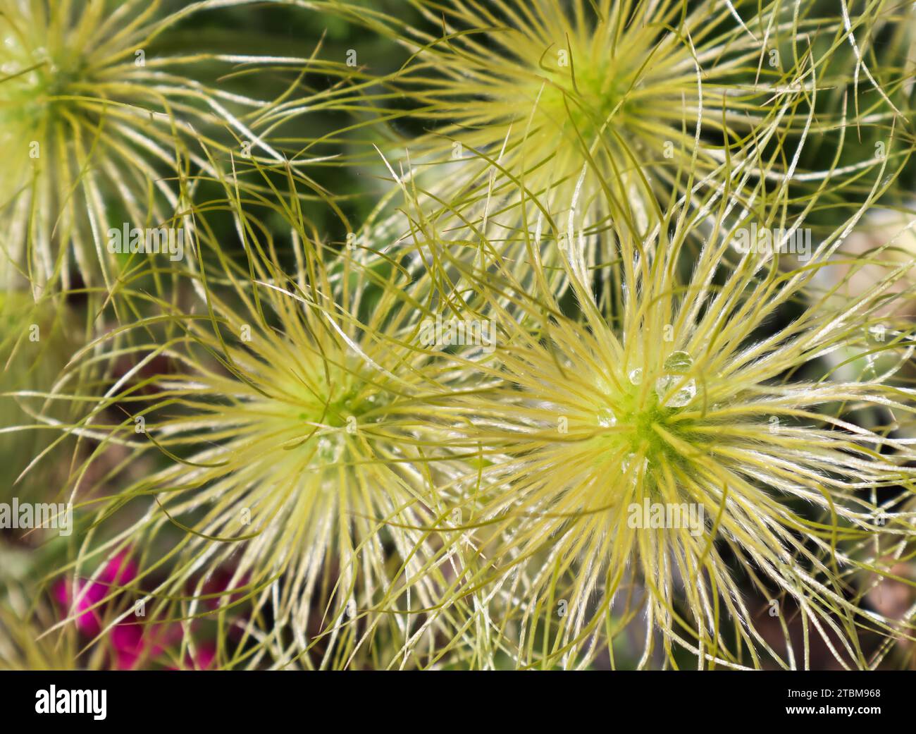 Alpine anemone (Pulsatilla alpina apiifolia) fruits with dew drops ...