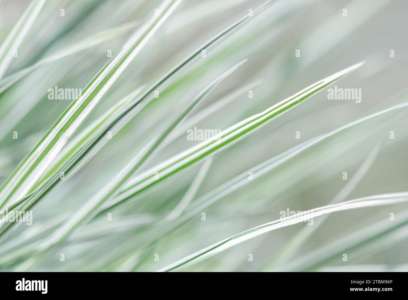 Decorative green and white striped grass. Arrhenatherum elatius ...